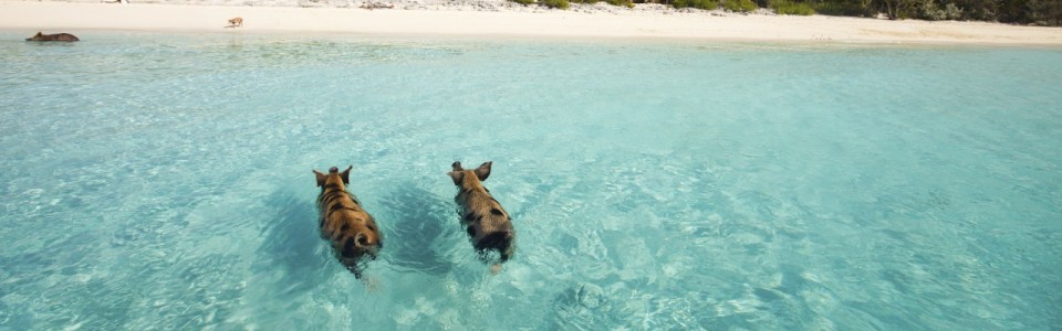 6 Tips for Visiting the Swimming Pigs of Exuma - Inspire | Travelocity.com