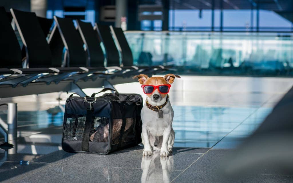 10 Travel Tips for Flying with Your Dog | Travelocity.com