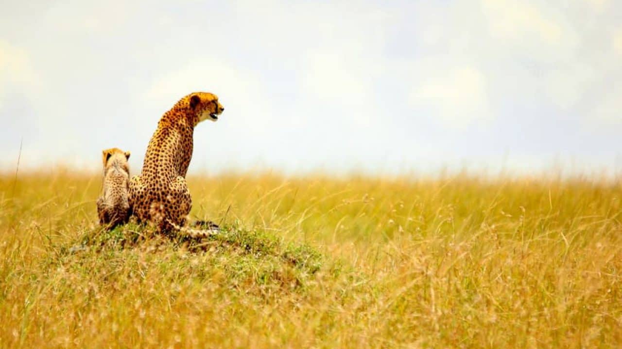 Inspirational Pictures Of Animals