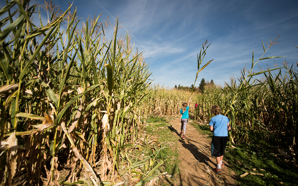 These amazing corn mazes are well worth the trip - Inspire ...
